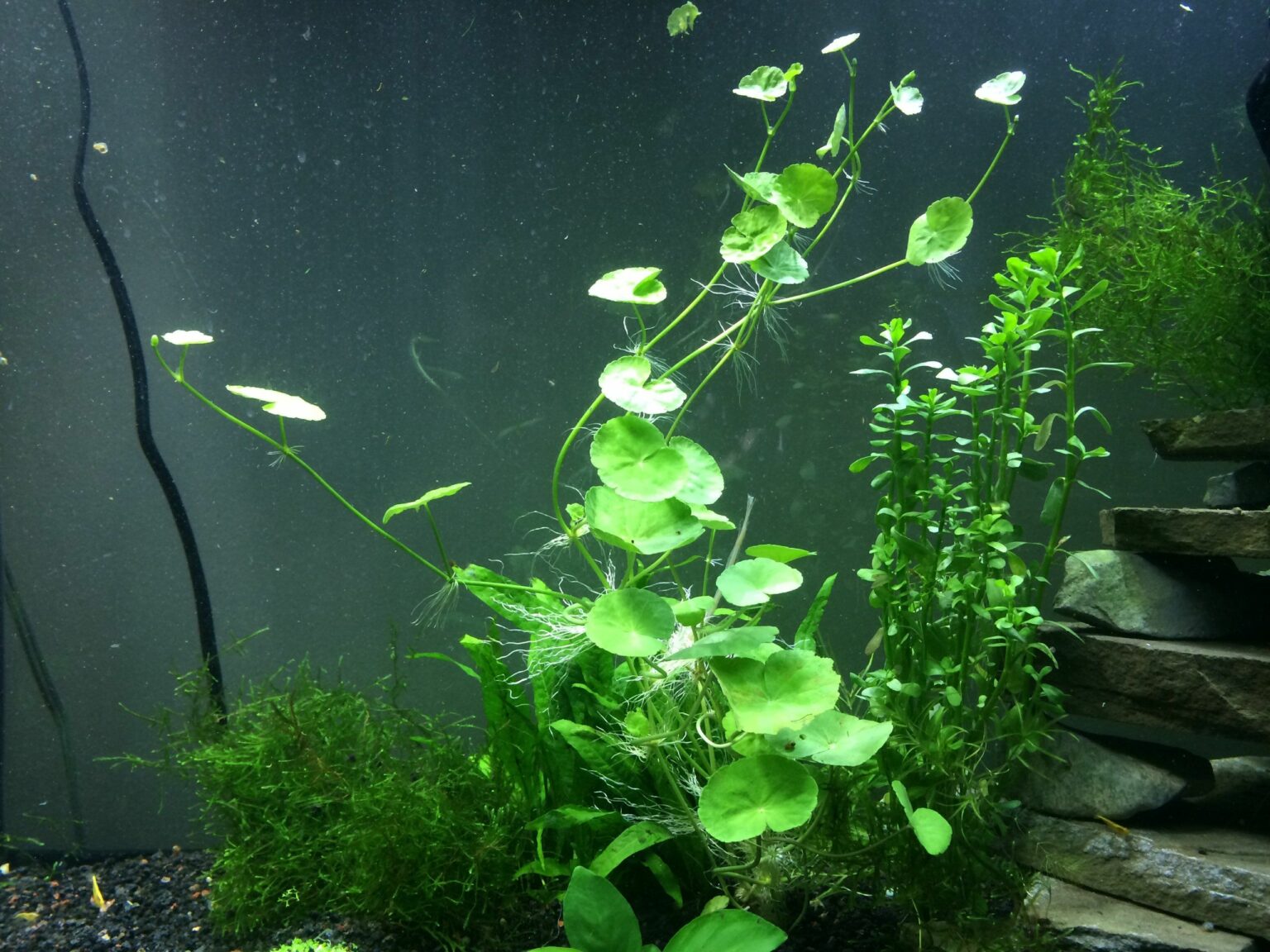 Brazilian Pennywort Care Leaves Stems Roots Fish Tank Basics brazilian-pennywort-care-leaves-stems-roots-fish-tank-basics